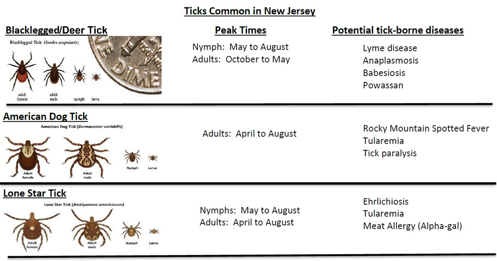 Tick Tock, Tick Tock… Countdown to Summer Tick Safety